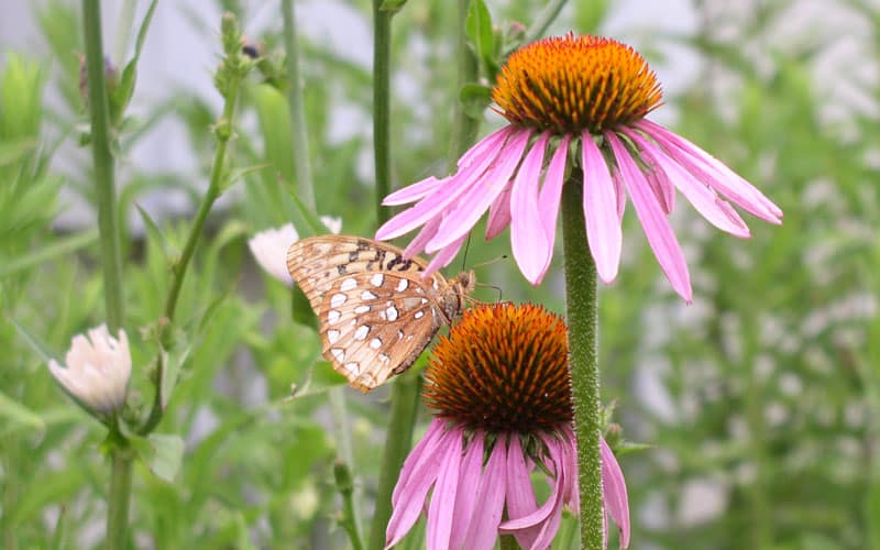 Native Plant Sale at Bish Discovery Center | My County Link