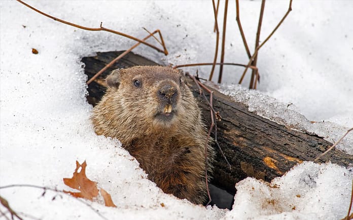 The history, meaning of Groundhog Day | My County Link